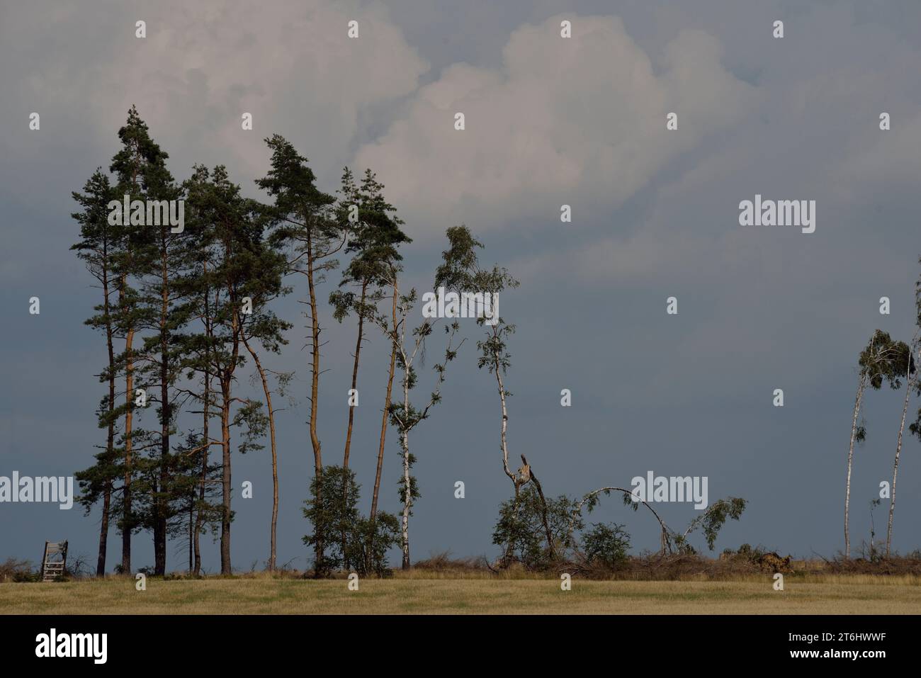 Extreme thunderstorm trees hi-res stock photography and images - Alamy