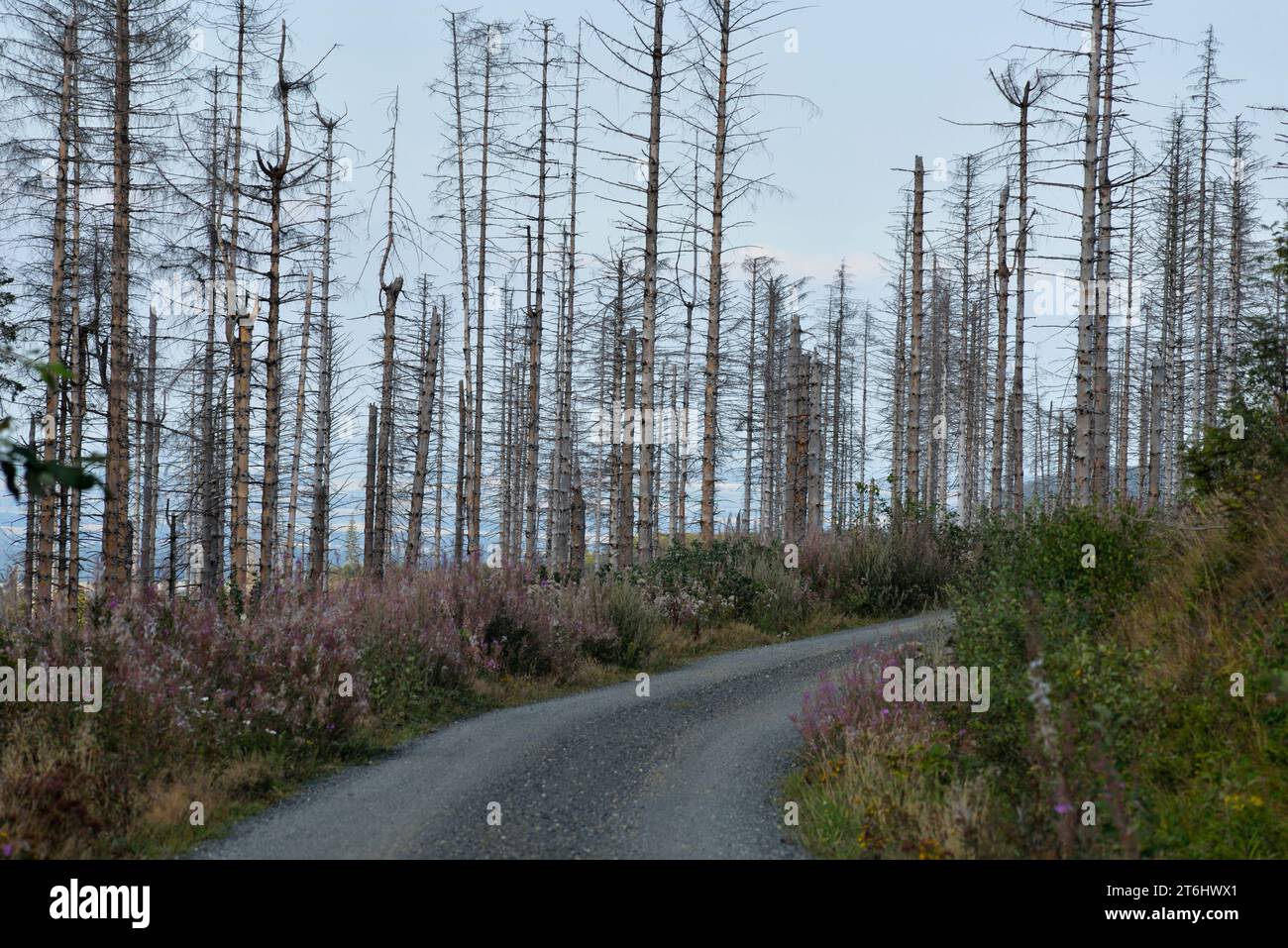 Dead trees in the harz mountains hi-res stock photography and images ...