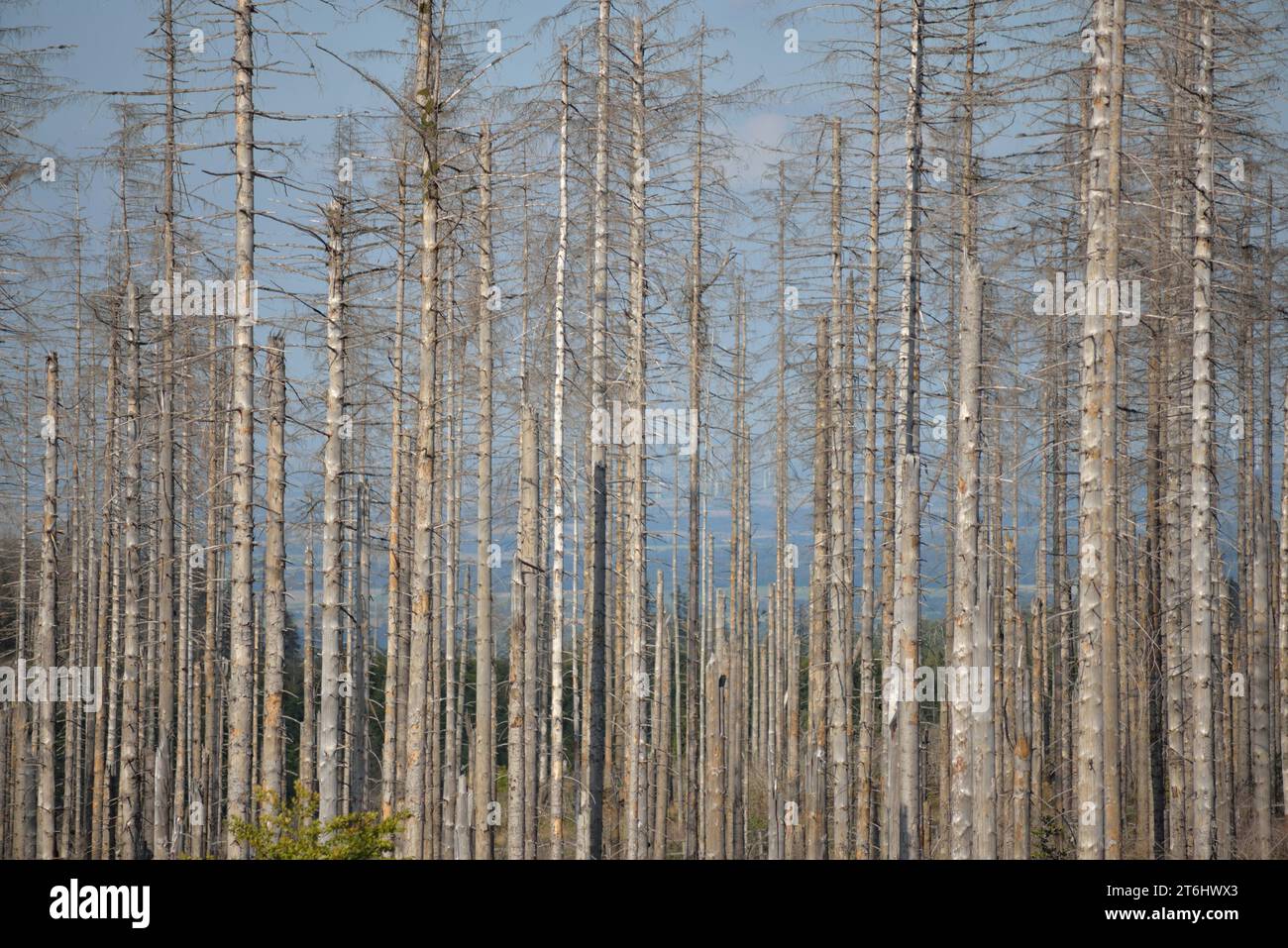 Dead trees in the harz mountains hi-res stock photography and images ...
