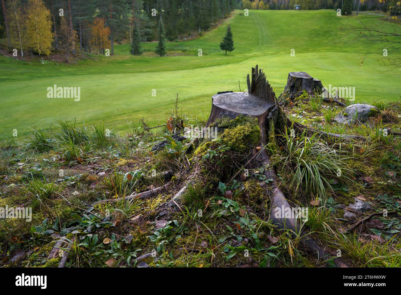 Finland deforestation hi-res stock photography and images - Alamy