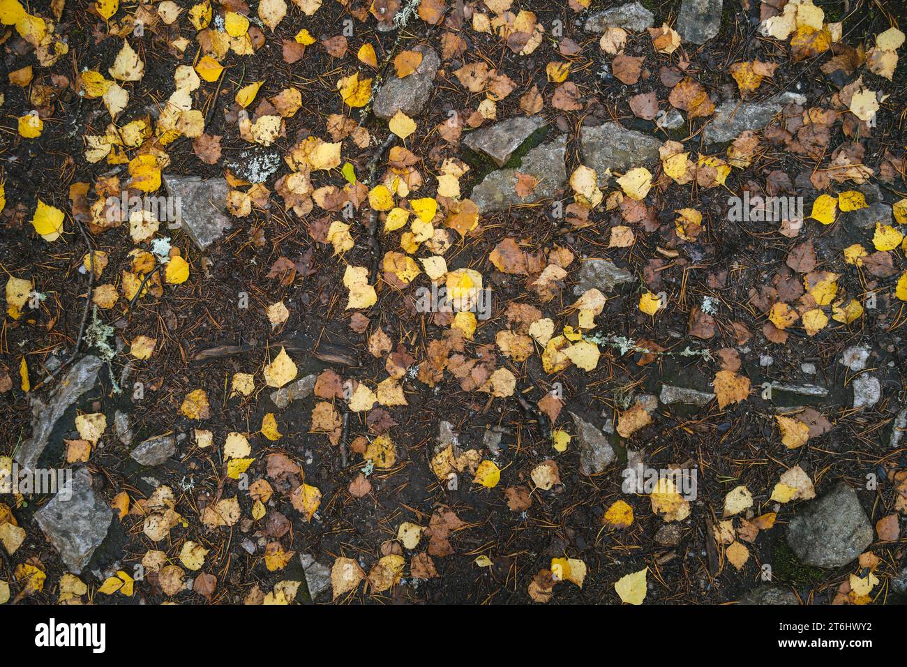 Damp floor hi-res stock photography and images - Alamy