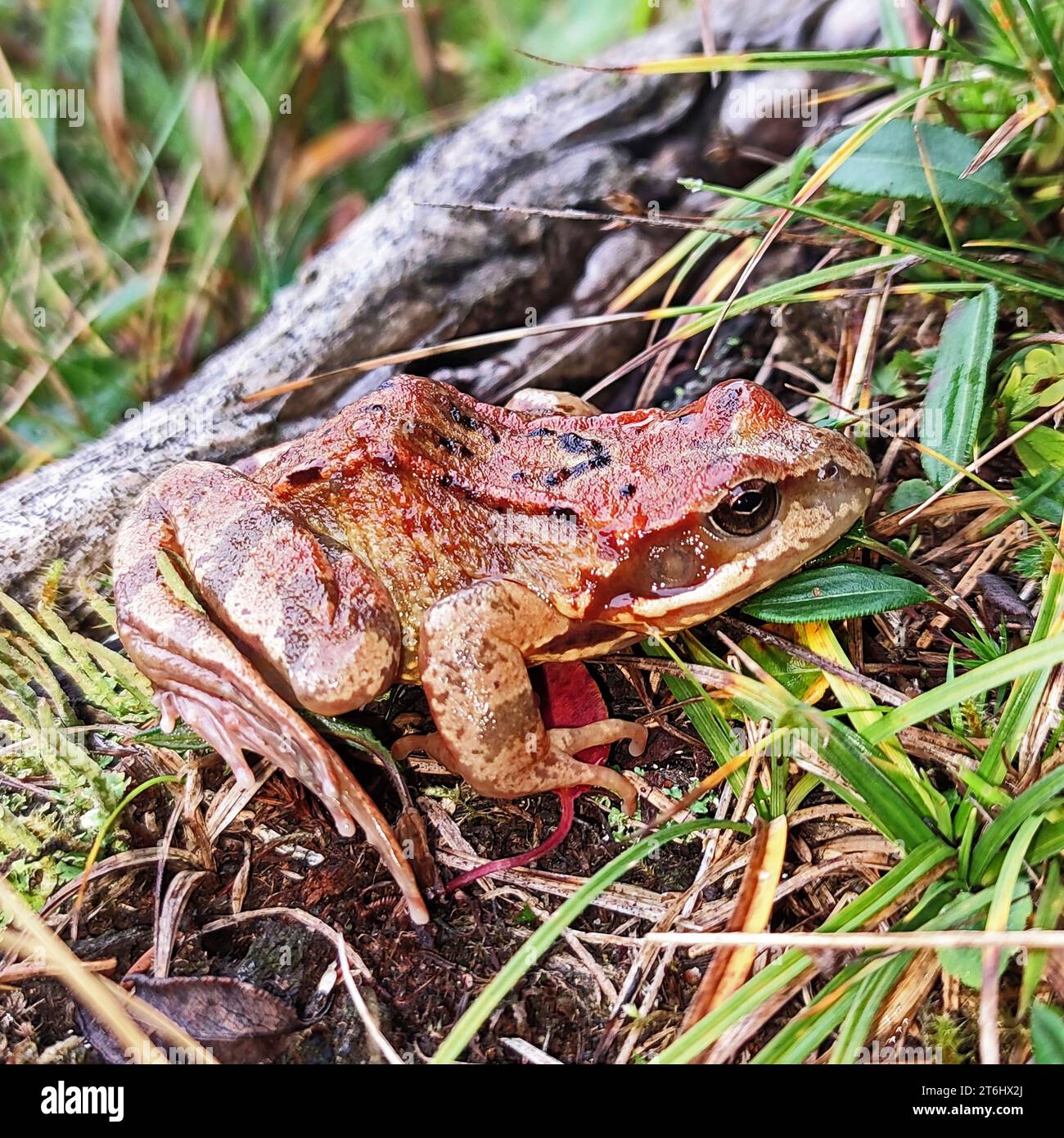 The grass frog (Rana temporaria) is a resident of wetlands and bogs ...