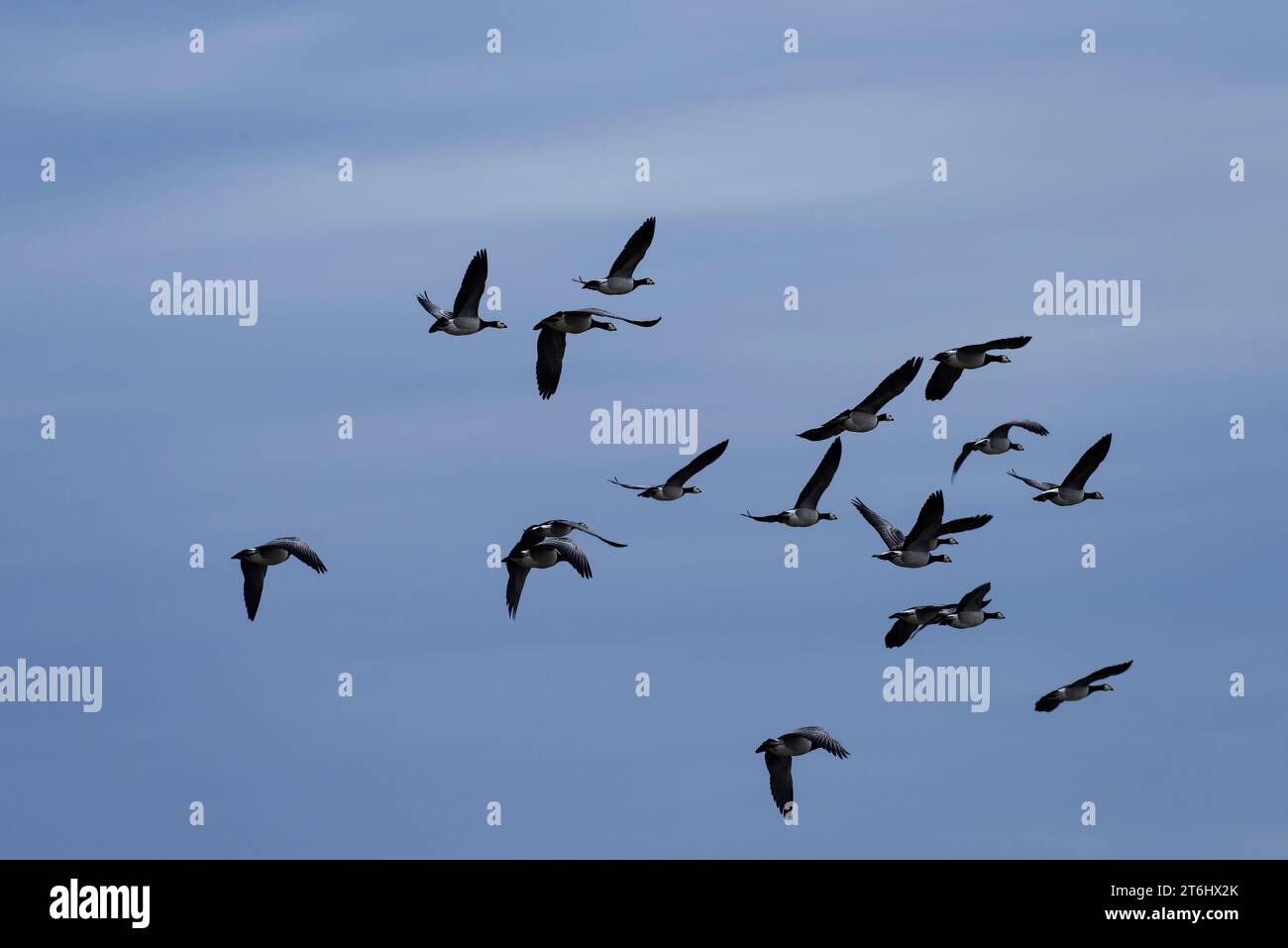 White geese in park hi-res stock photography and images - Alamy