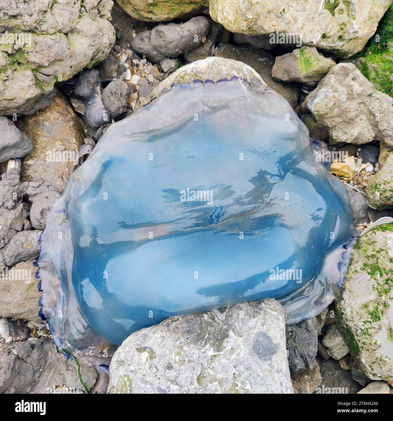 Blue jellyfish beach hi-res stock photography and images - Alamy