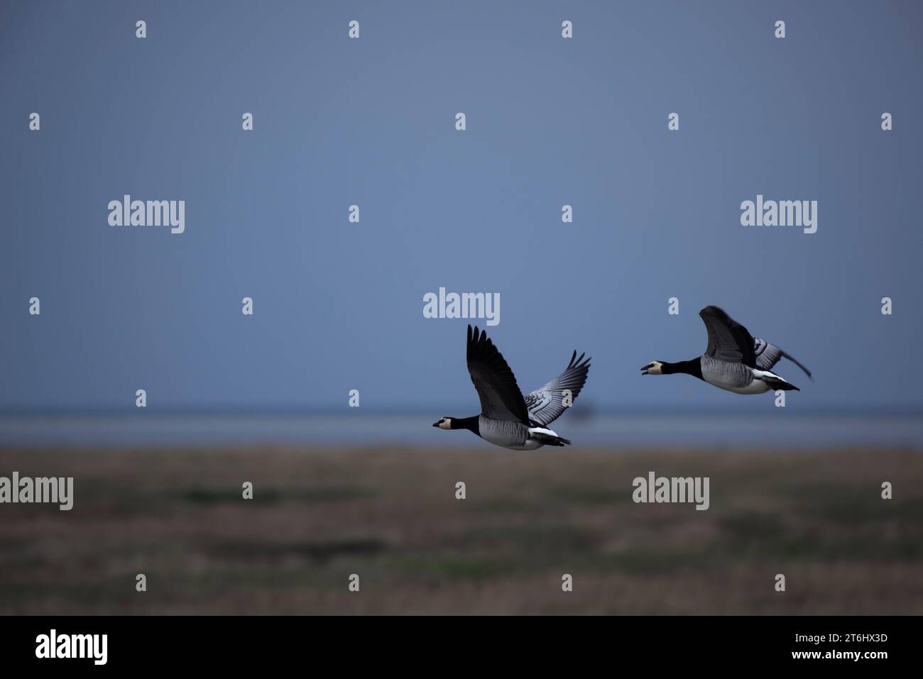 Flying bird over salt marshes hi-res stock photography and images - Alamy