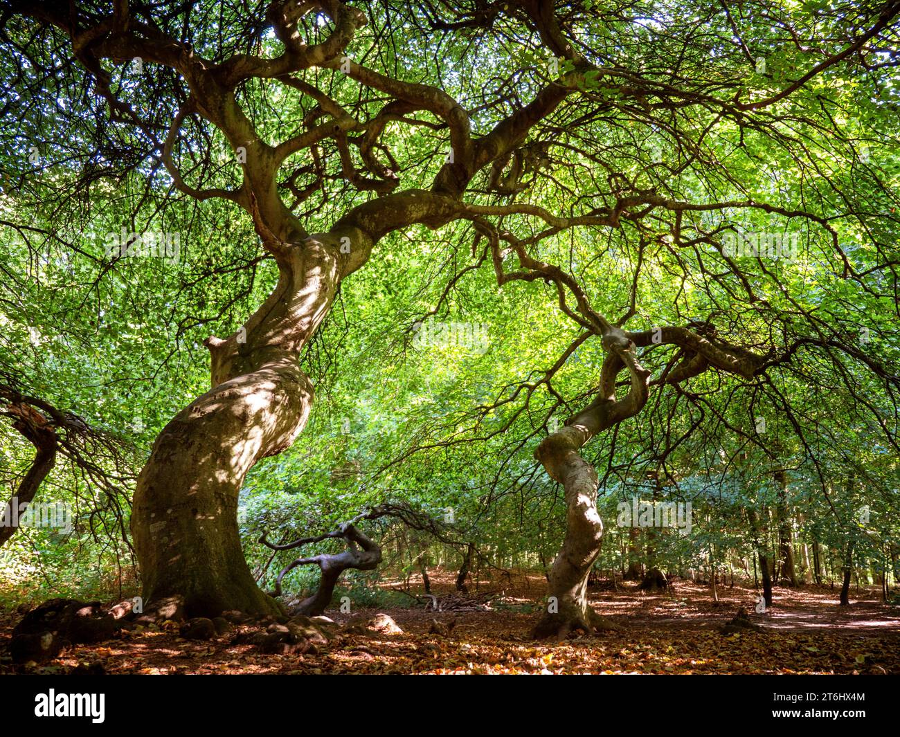 Cripple beeches hi-res stock photography and images - Alamy