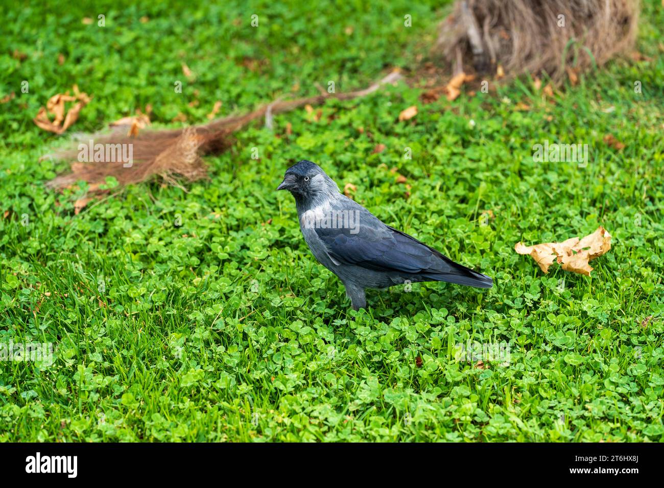 Portrait of the gray and blak crow. Bird in the park. Grass surface ...