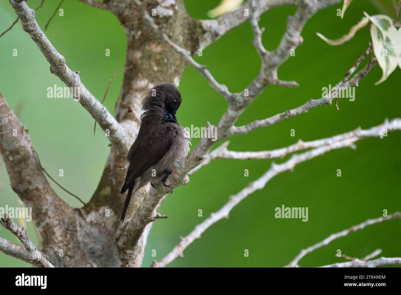 Seychelles sunbird, colibri, Humming bird on Indian laurel tree branch ...