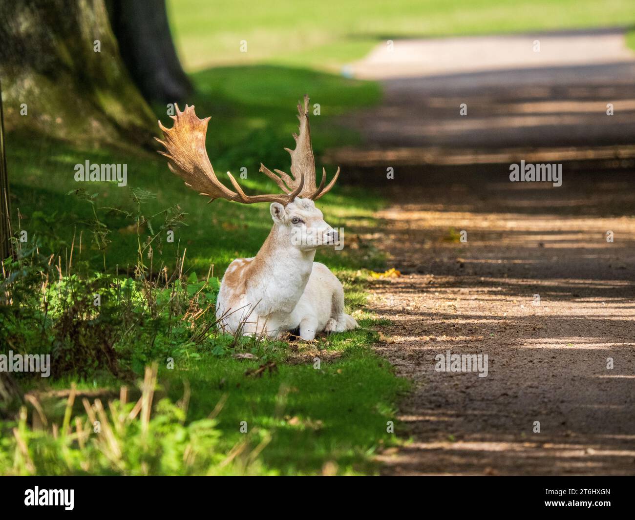 Fellow Deer Buck Sitting Down Stock Photo - Alamy