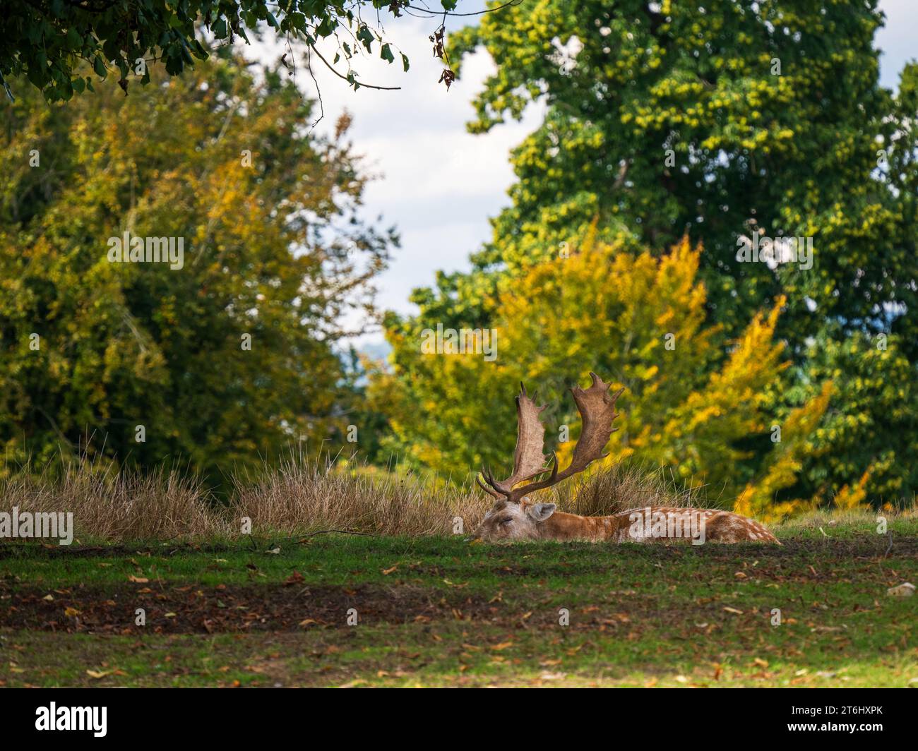 Fellow Deer Buck Sitting Down Stock Photo - Alamy