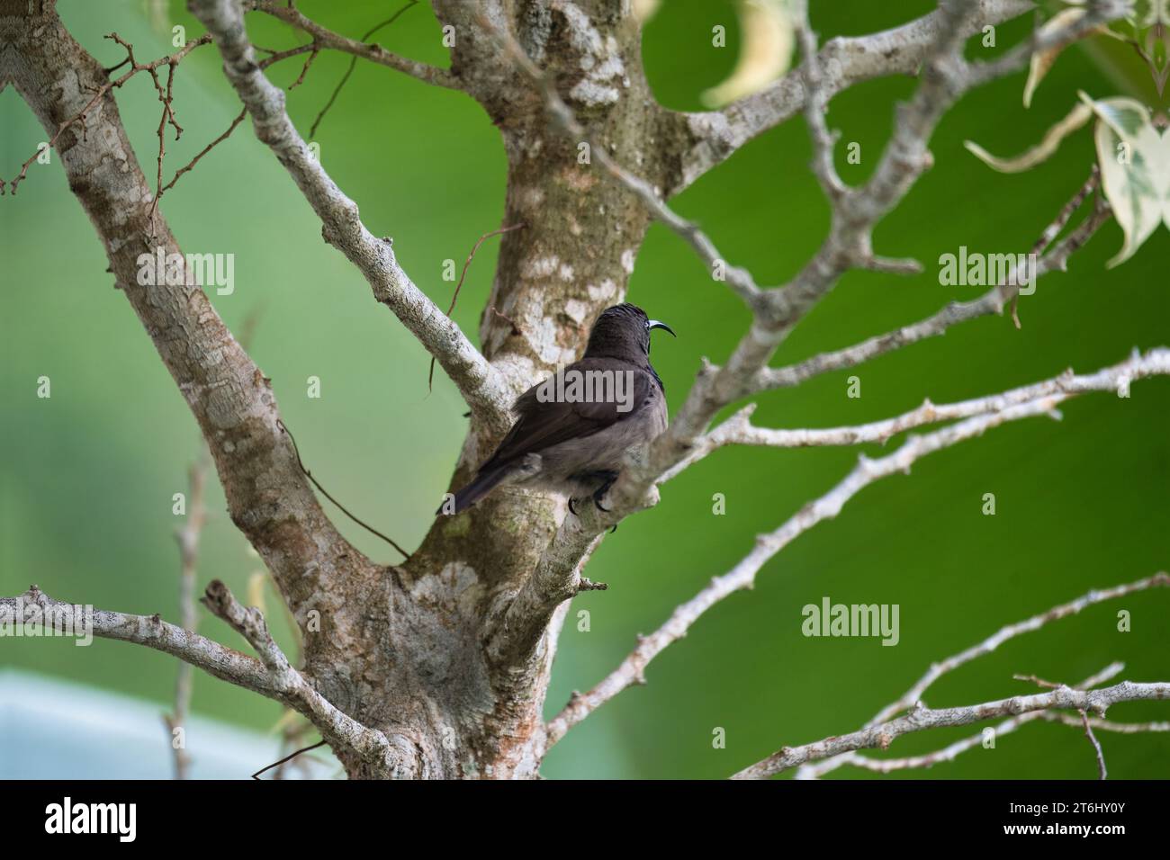 Seychelles sunbird, colibri, Humming bird on Indian laurel tree branch ...