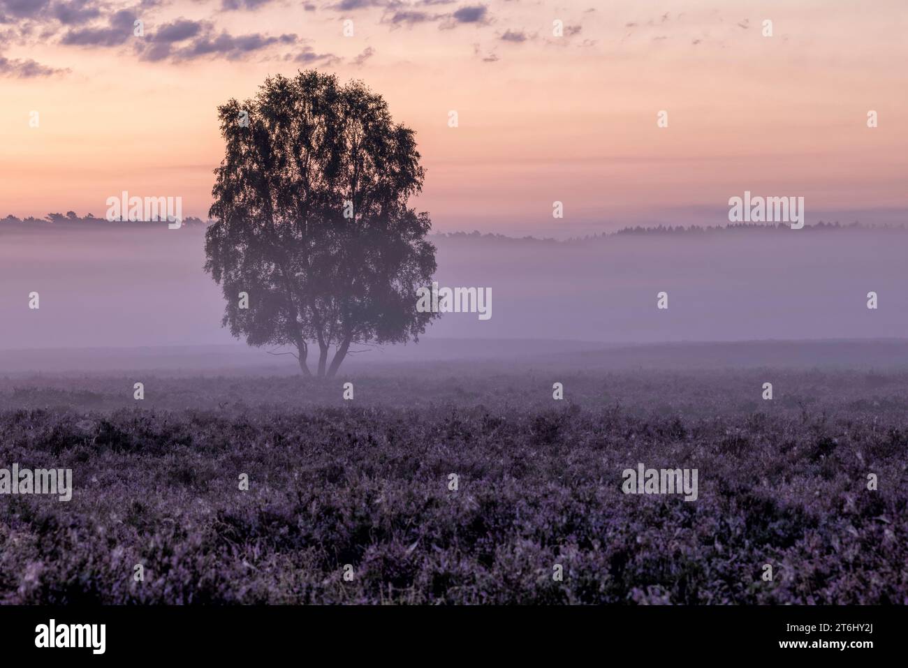 The blooming heath landscape at the height of the season near Hörpel ...