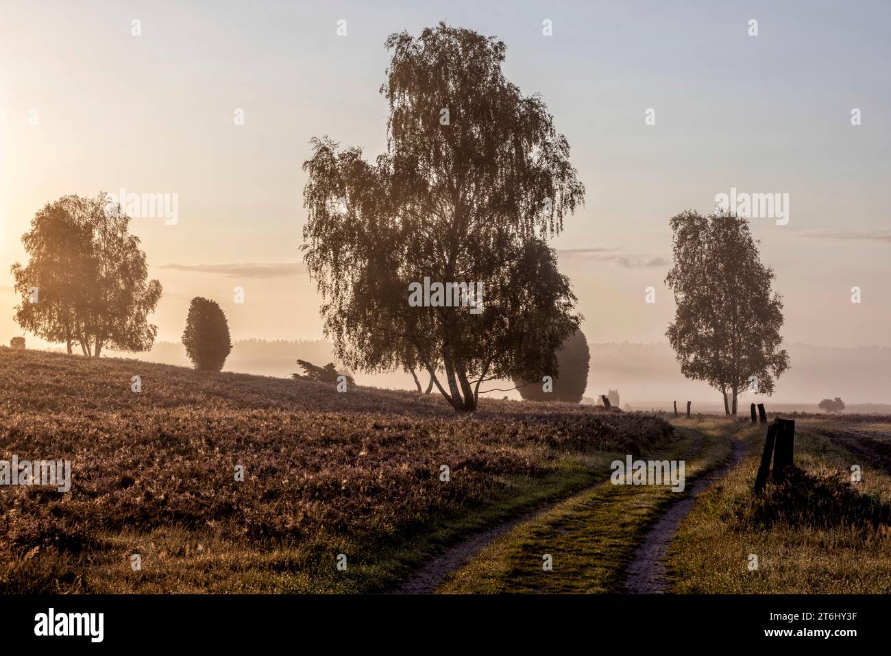 The blooming heath landscape at the height of the season near Hörpel ...