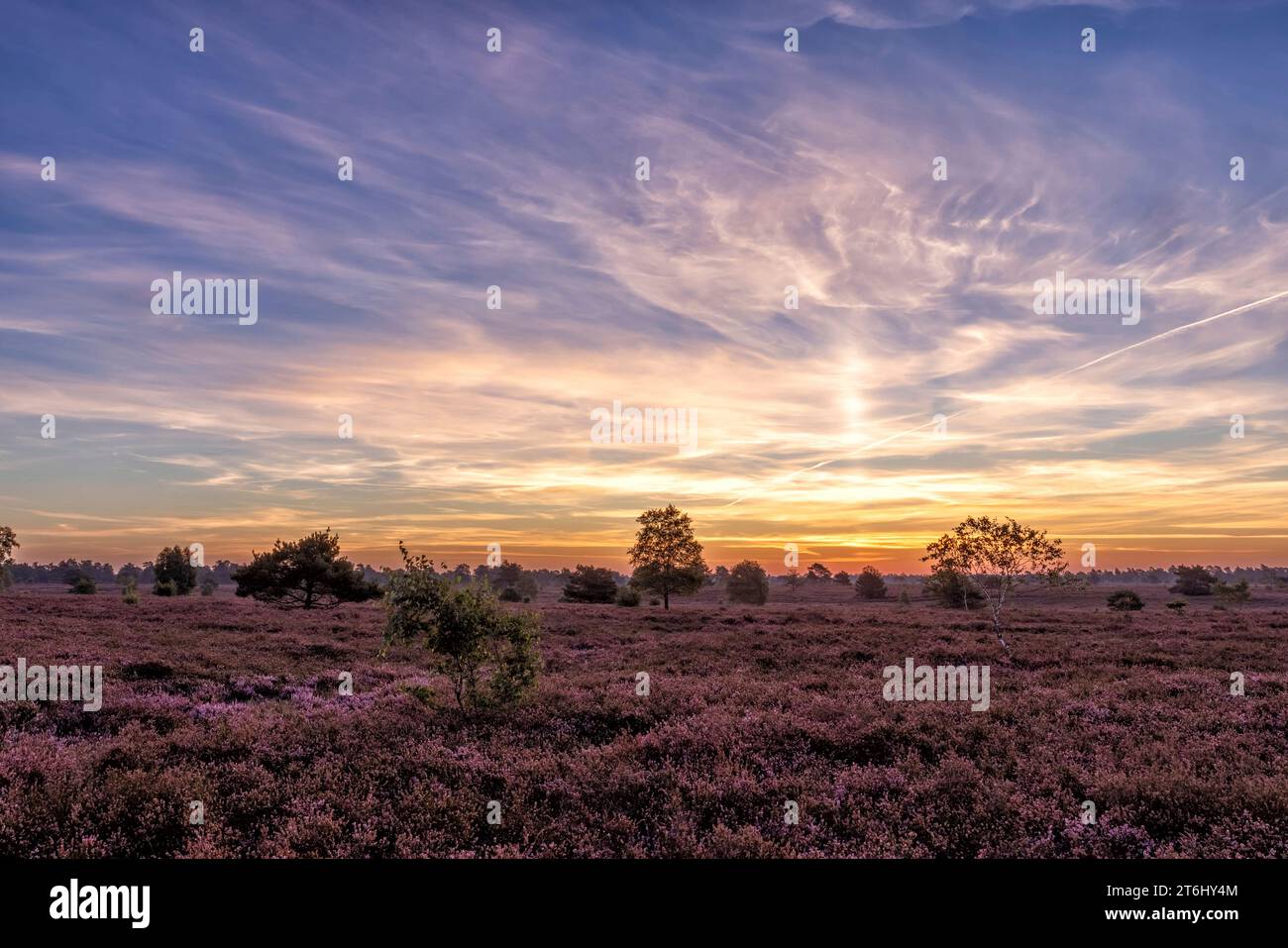 The blooming heath landscape at the height of the season near Hörpel ...