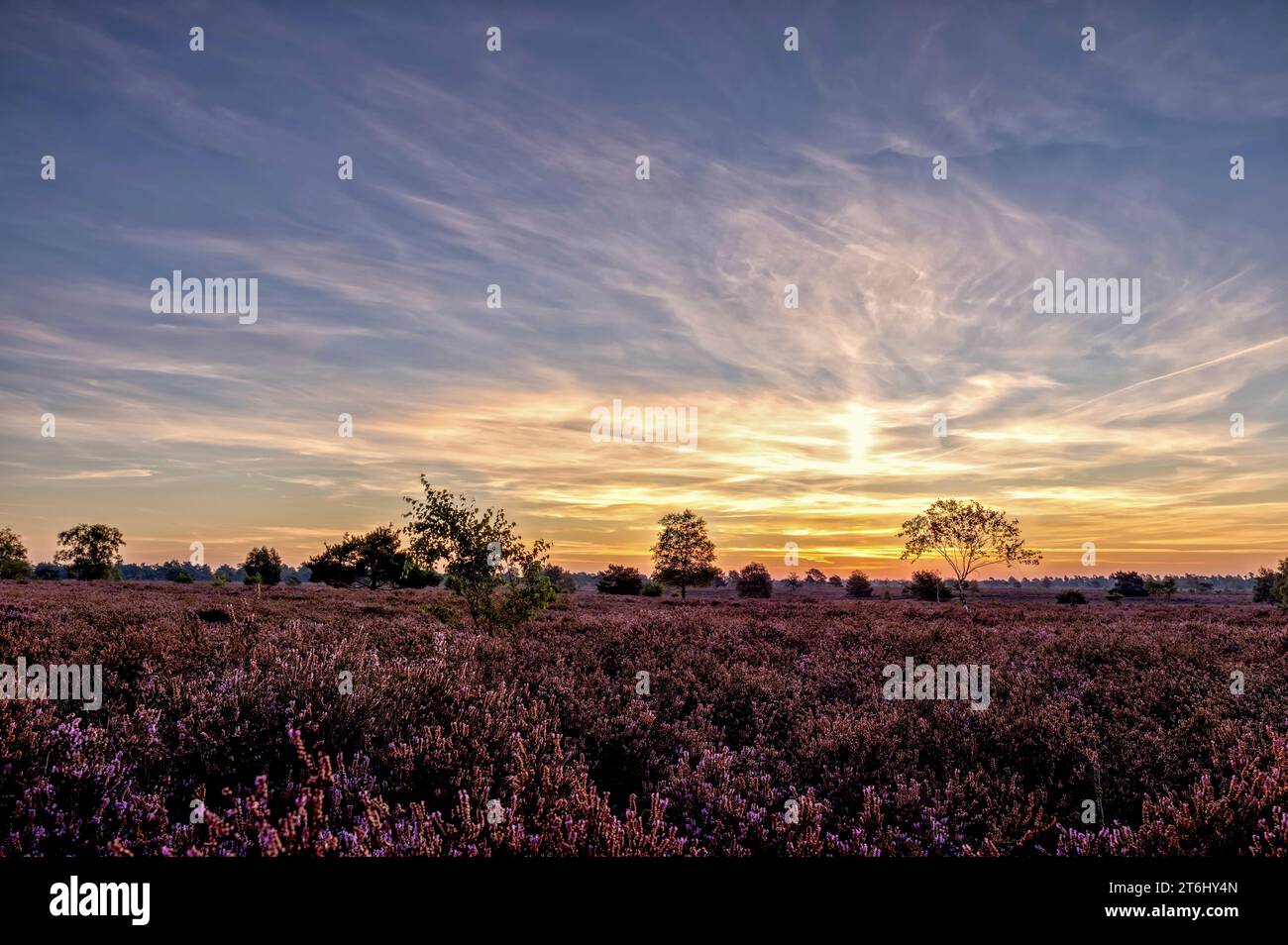 The blooming heath landscape at the height of the season near Hörpel ...
