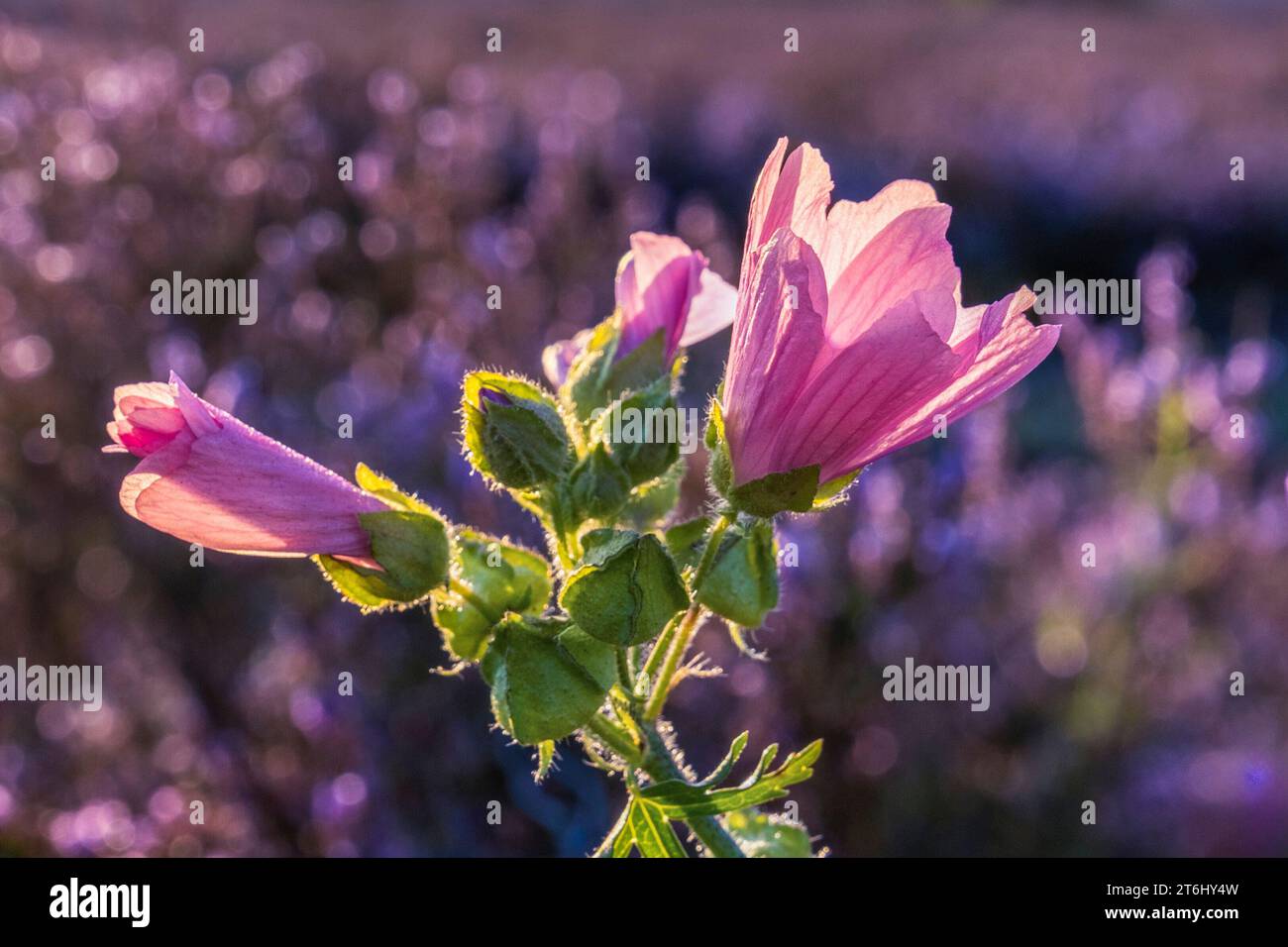 Wild mallow in the Lüneburg Heath near Schneverdingen Stock Photo - Alamy