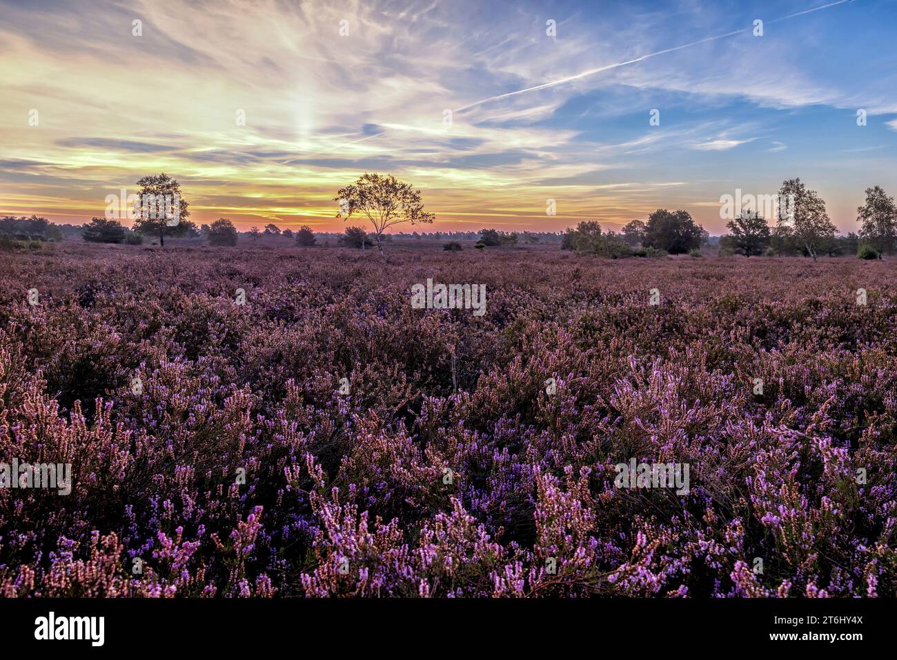 The blooming heath landscape at the height of the season near Hörpel ...