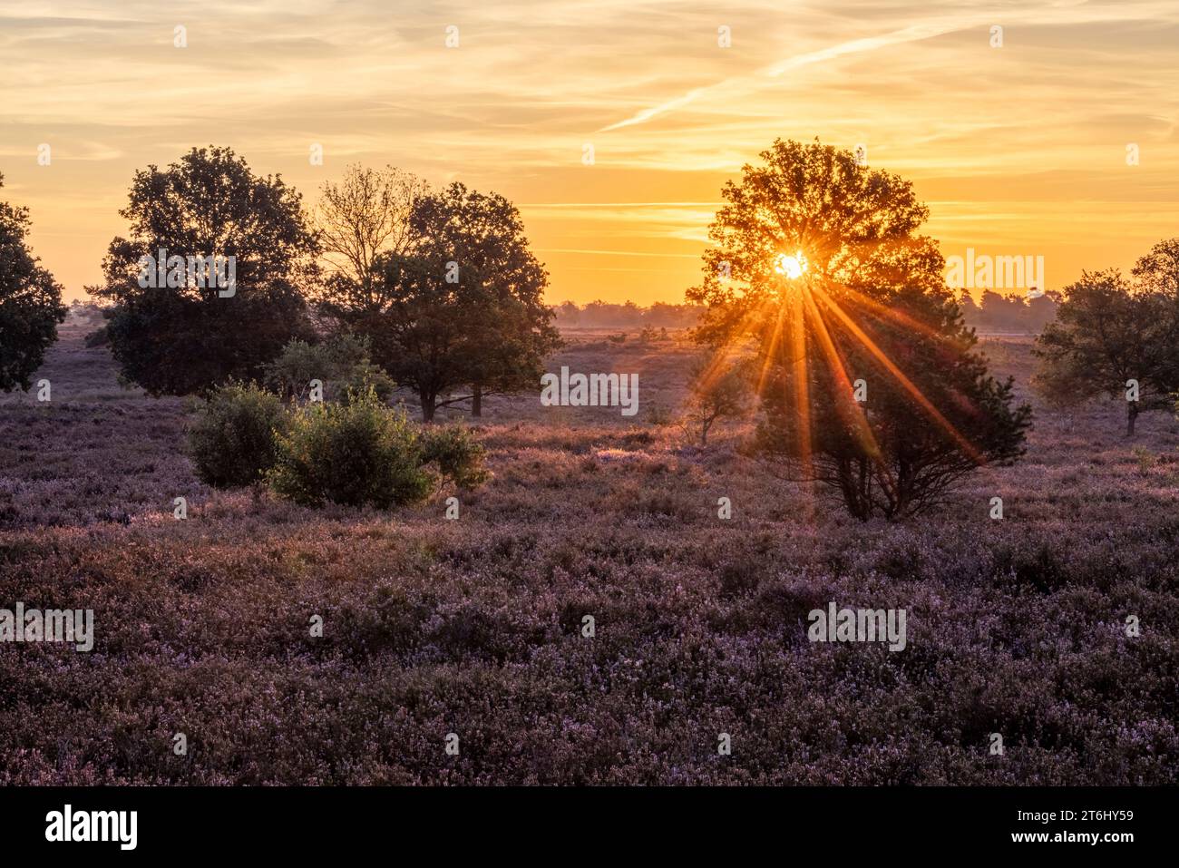 The blooming heath landscape at the height of the season near Hörpel ...