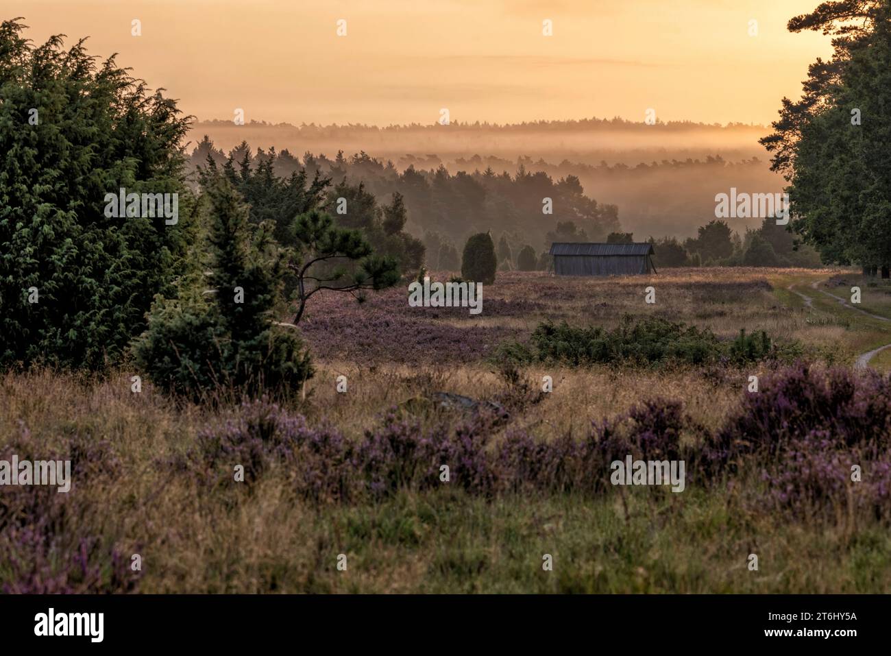 The blooming heath landscape at sunrise at Radenbach valley Stock Photo ...