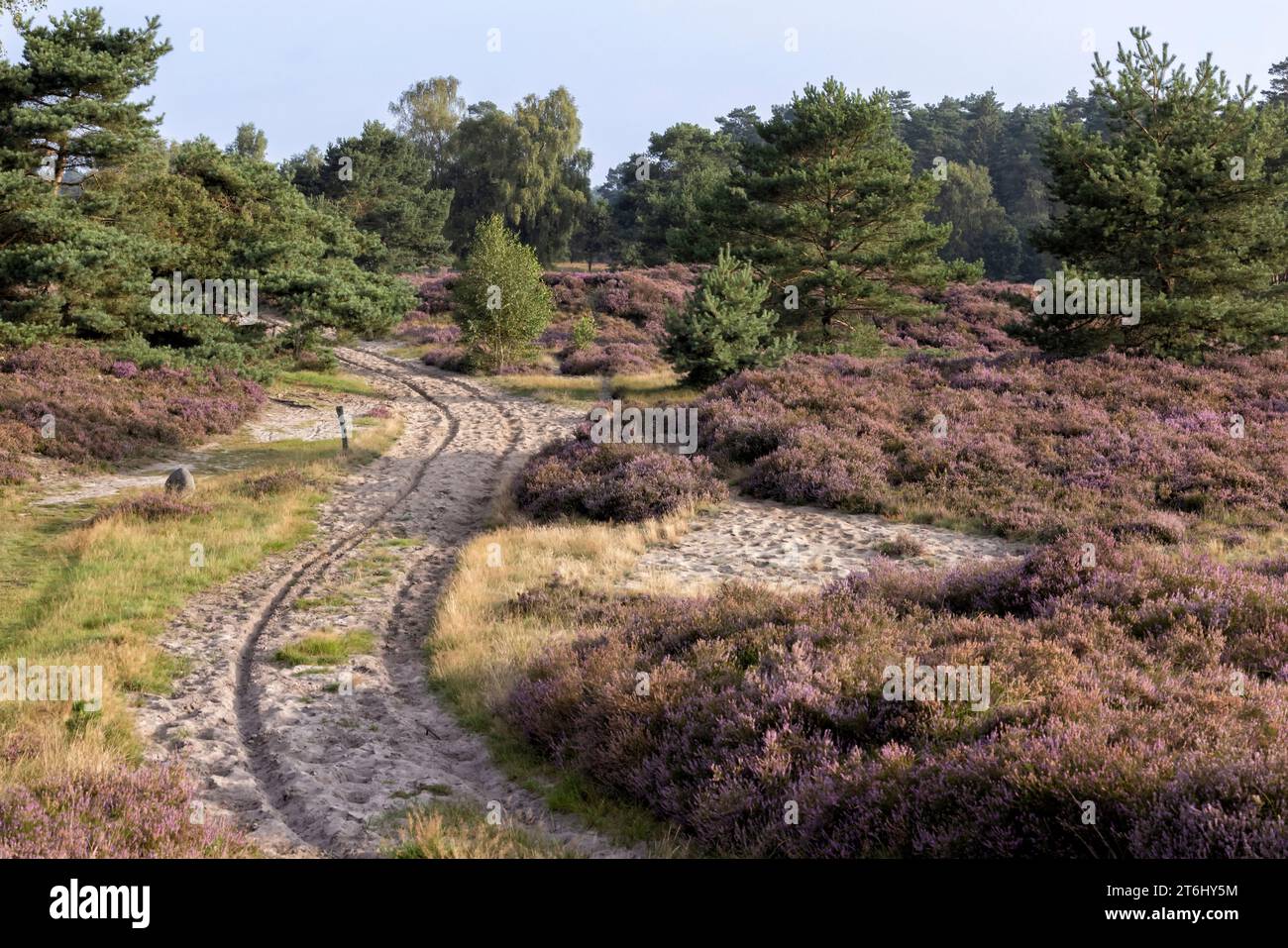 The blooming heath landscape at the peak of the season at the Radenbach ...