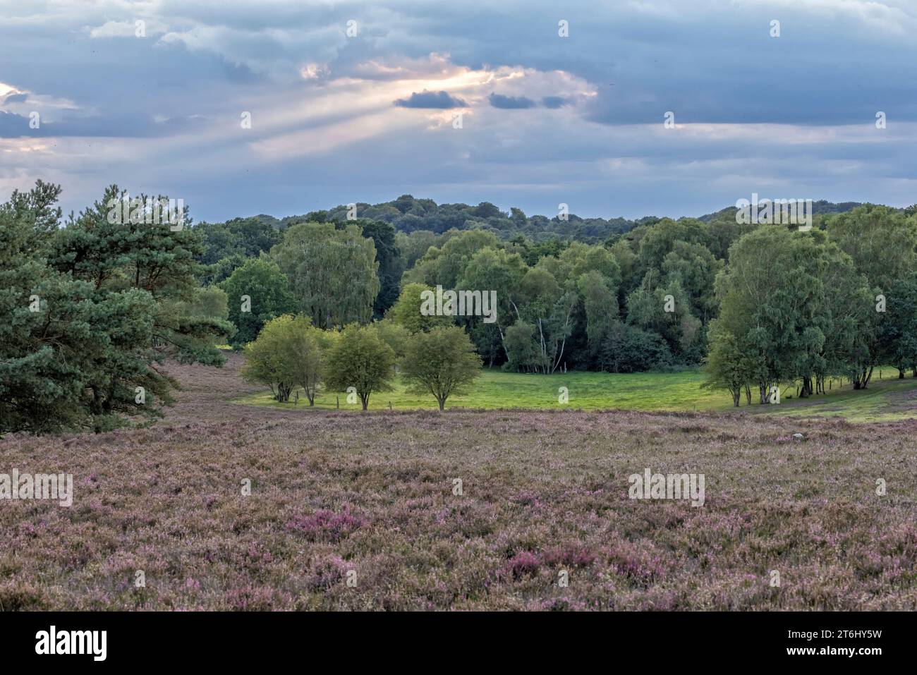 The blooming heath landscape at the height of the season near ...