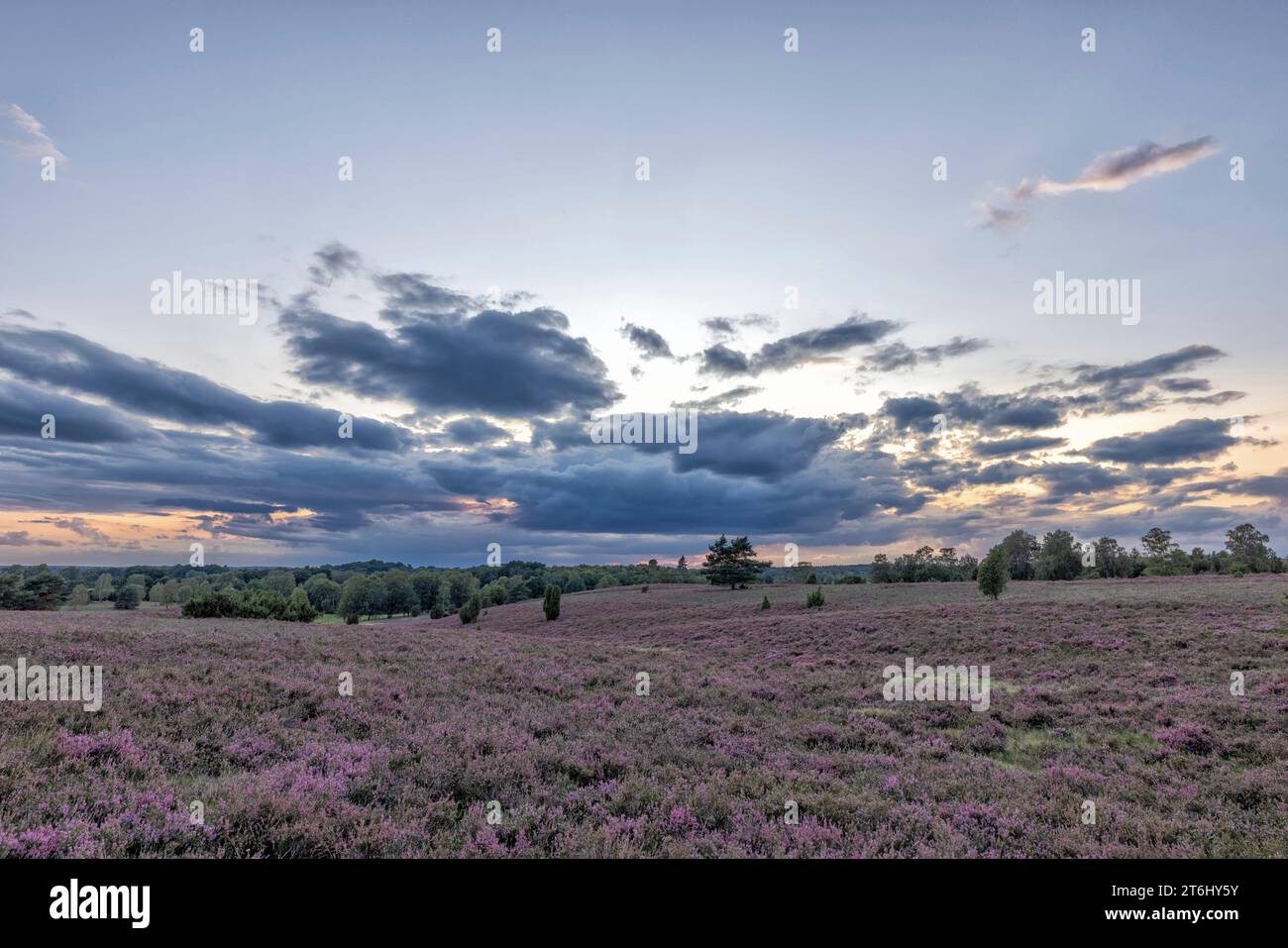The blooming heath landscape at the height of the season near ...