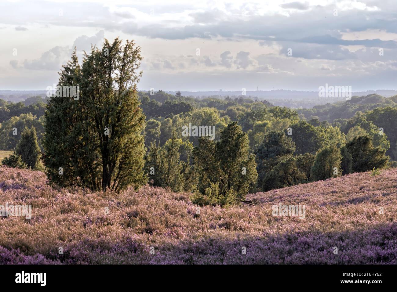 The blooming heath landscape at the height of the season near ...