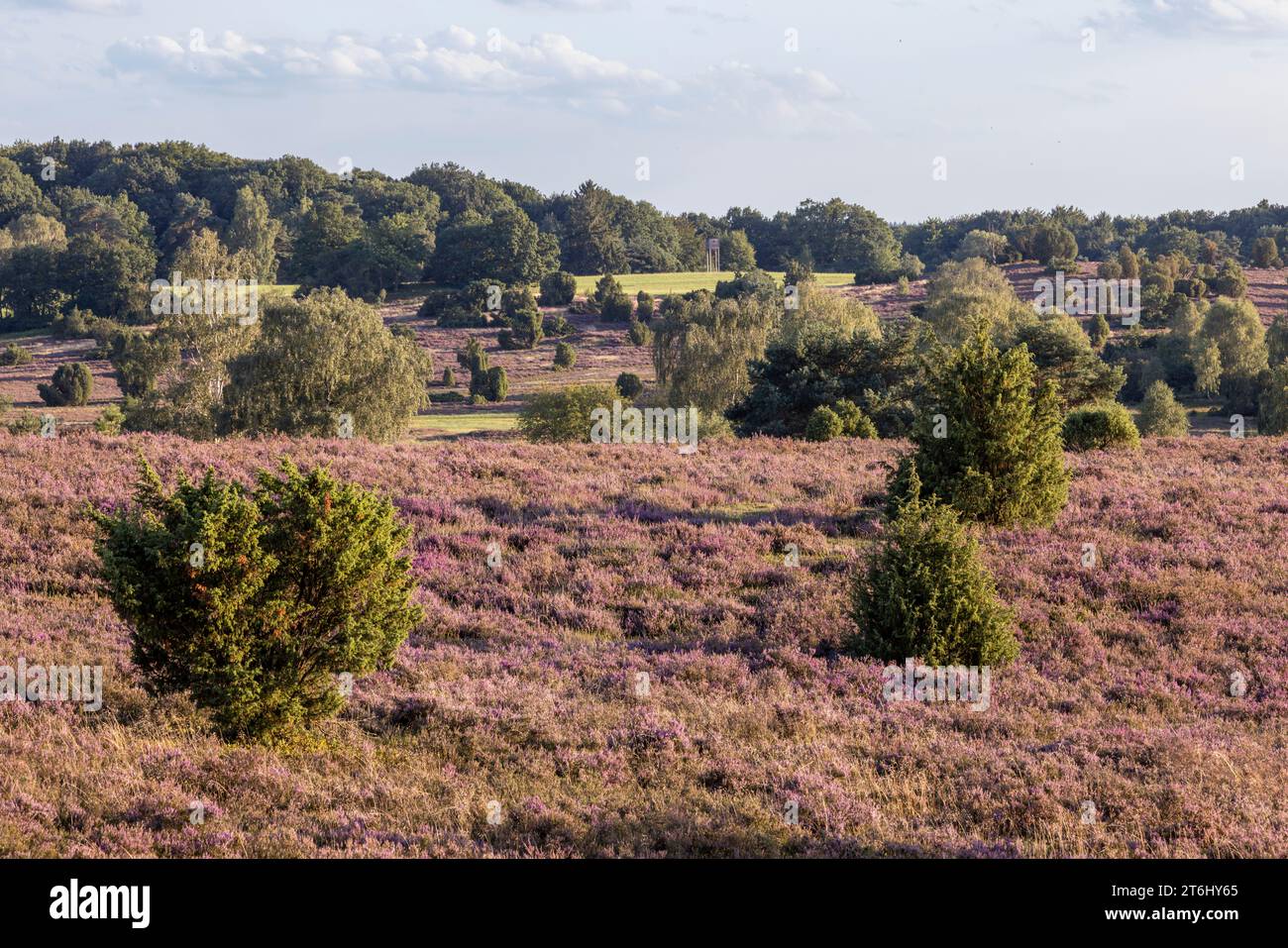 The blooming heath landscape at the height of the season near ...