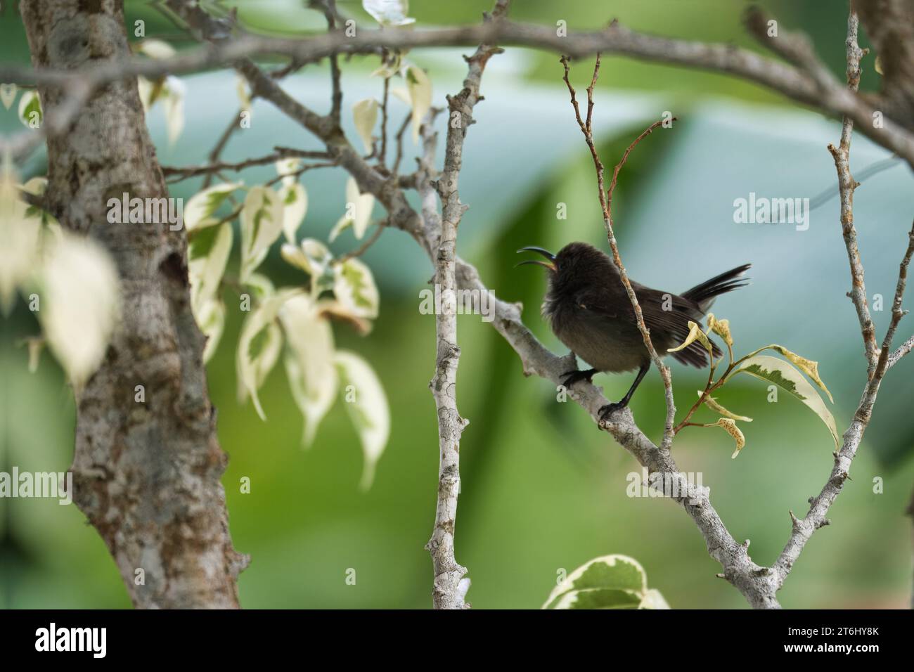 Seychelles sunbird, colibri, Humming bird on Indian laurel tree branch ...