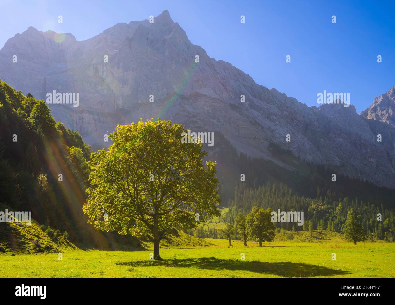 Nature reserve big maple ground, sycamore maple trees, Acer ...