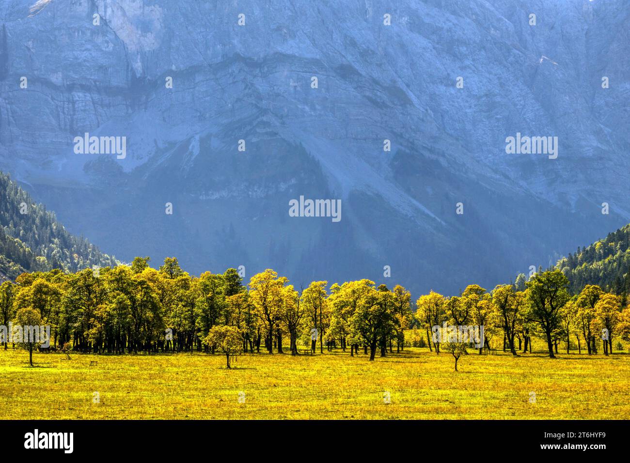 Nature reserve big maple ground, sycamore maple trees, Acer ...