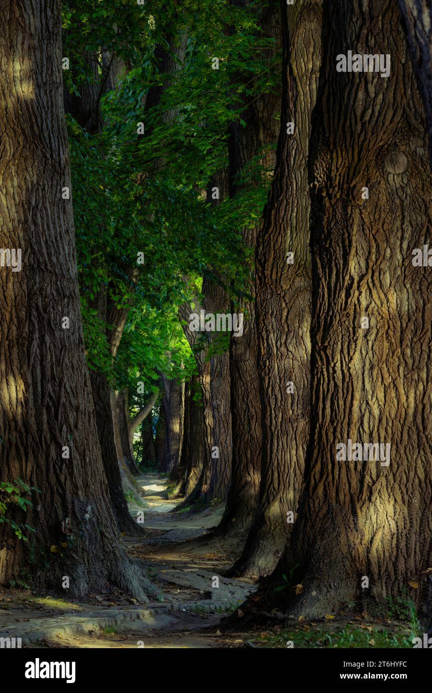 Oberer wohrd island hi-res stock photography and images - Alamy