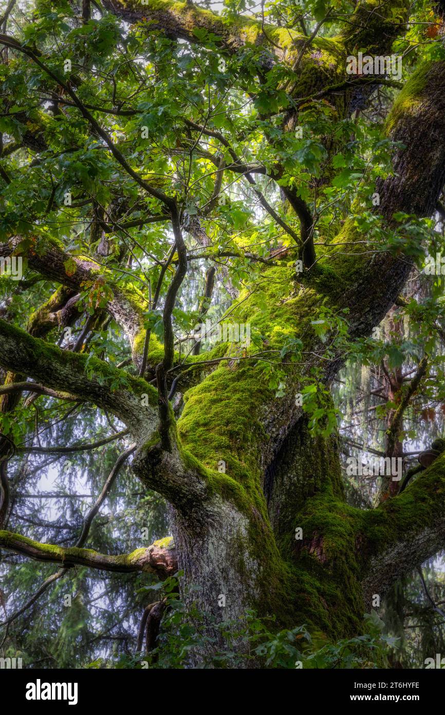old oak (Quercus) in forest, Jexhof, Fürstenfeldbruck, Bavaria, Germany ...