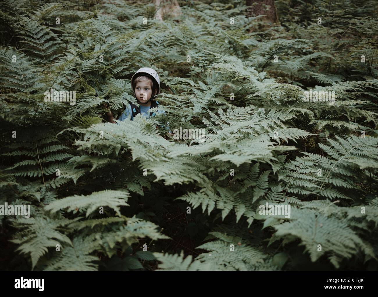 Forest climbing garden Stock Photo - Alamy