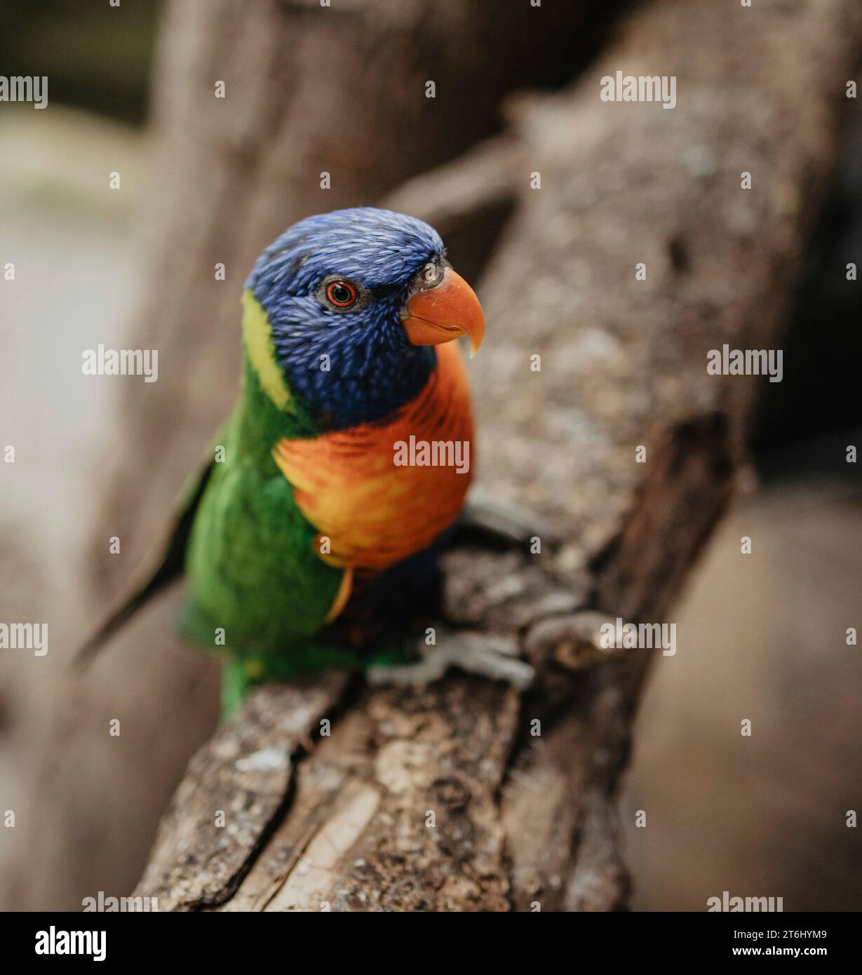The bird species Lori Stock Photo - Alamy
