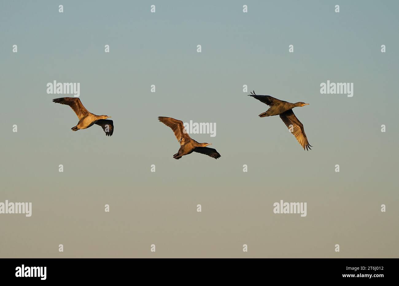Cape Cormorants (Phalacrocorax capensis) returning to roost at Velddrif ...