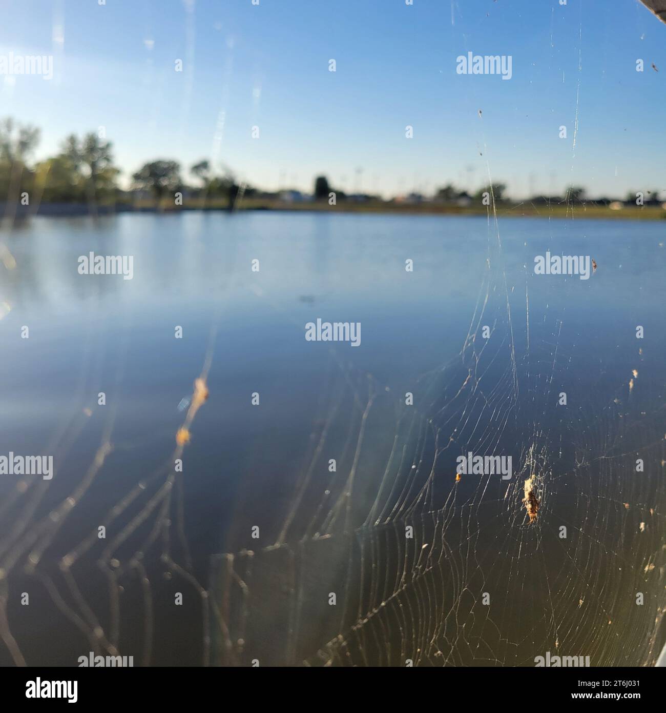 A grasshopper caught in a spider web, Pomme de Terre lake in the ...