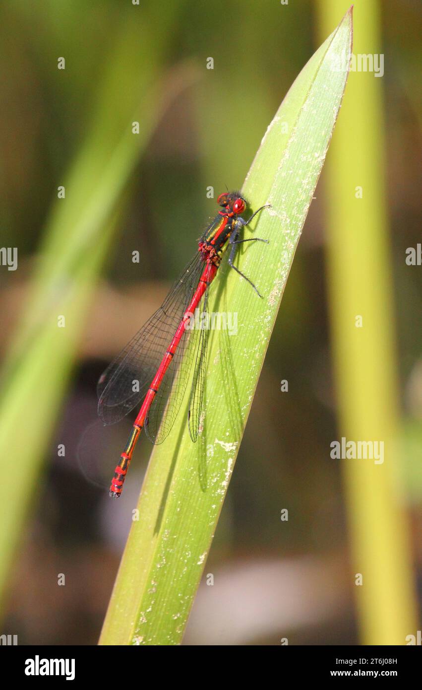 The Scarlet (Ceriagrion tenellum), is a small bark species from the ...