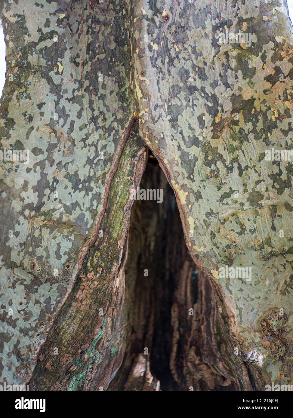 Split tree trunk hi-res stock photography and images - Alamy