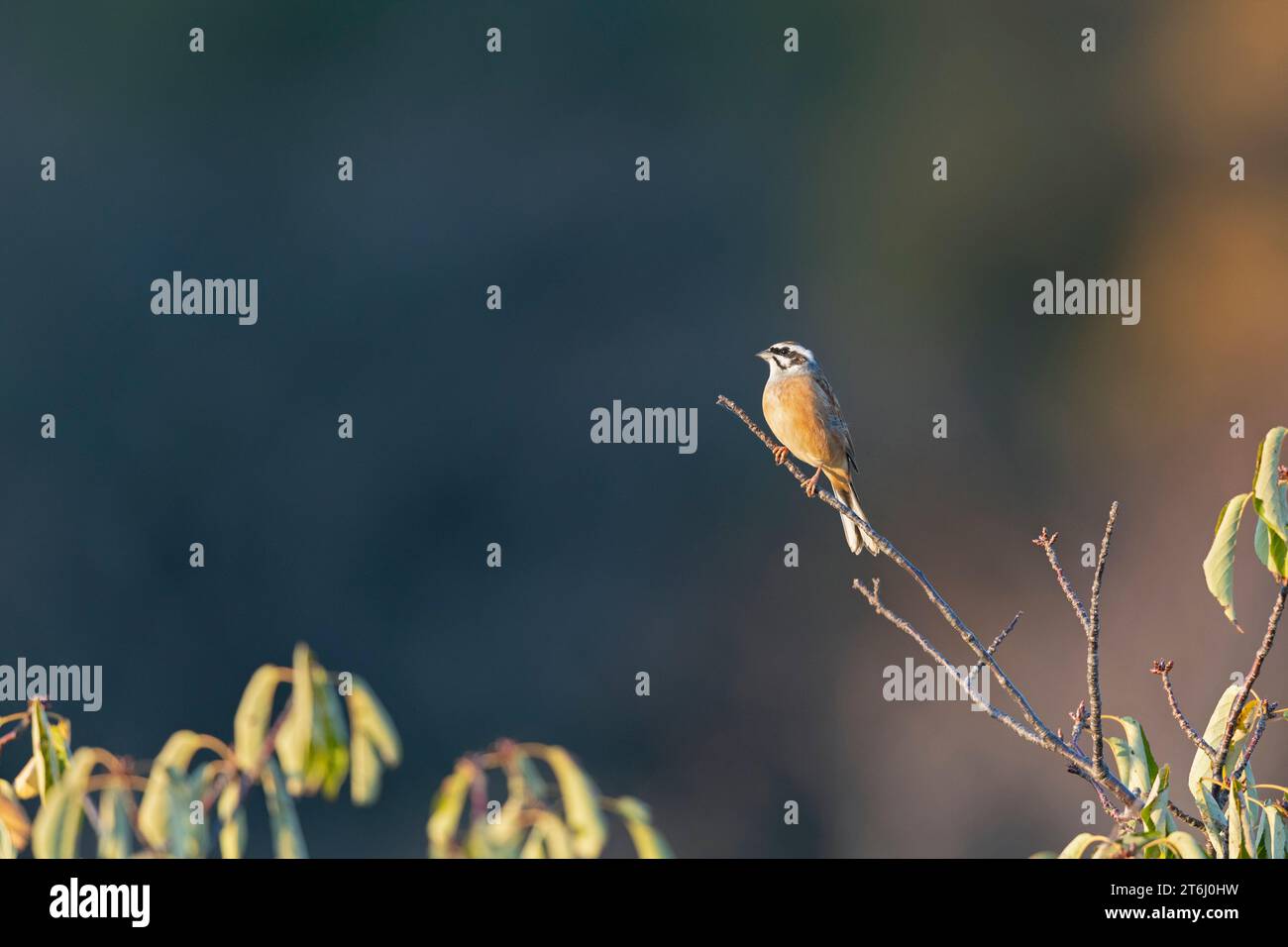 Emberiza cioides cioides hi-res stock photography and images - Alamy