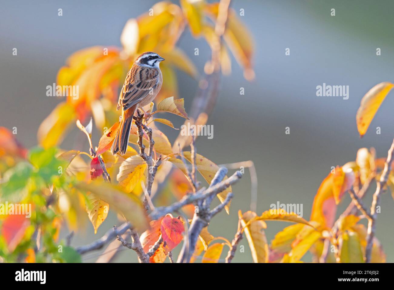 Meadow bunting (Emberiza cioides) perched on a tree branch Stock Photo ...