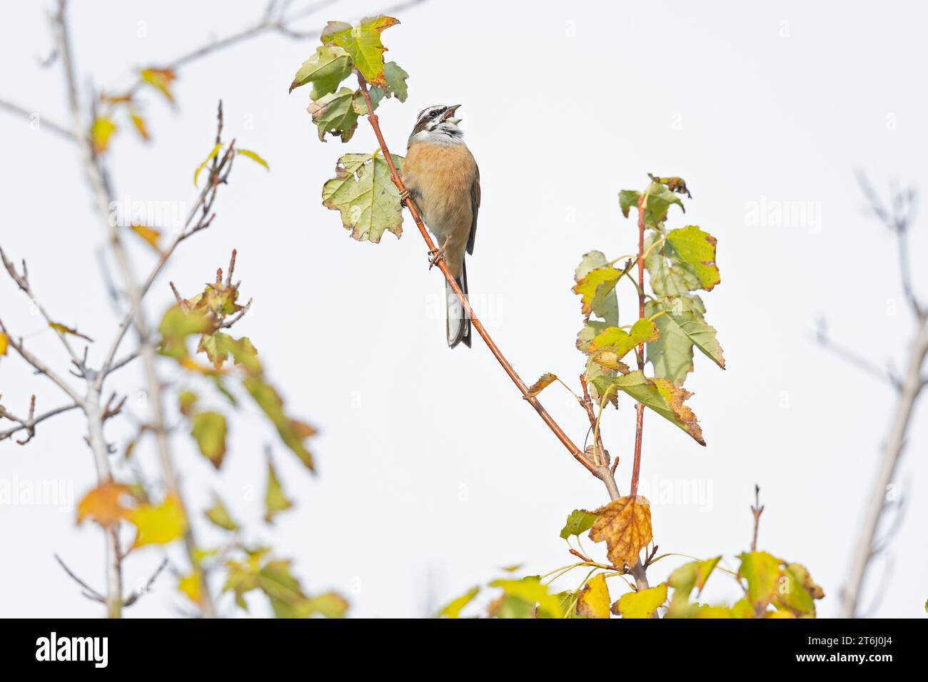 Meadow bunting (Emberiza cioides) perched on a tree branch Stock Photo ...