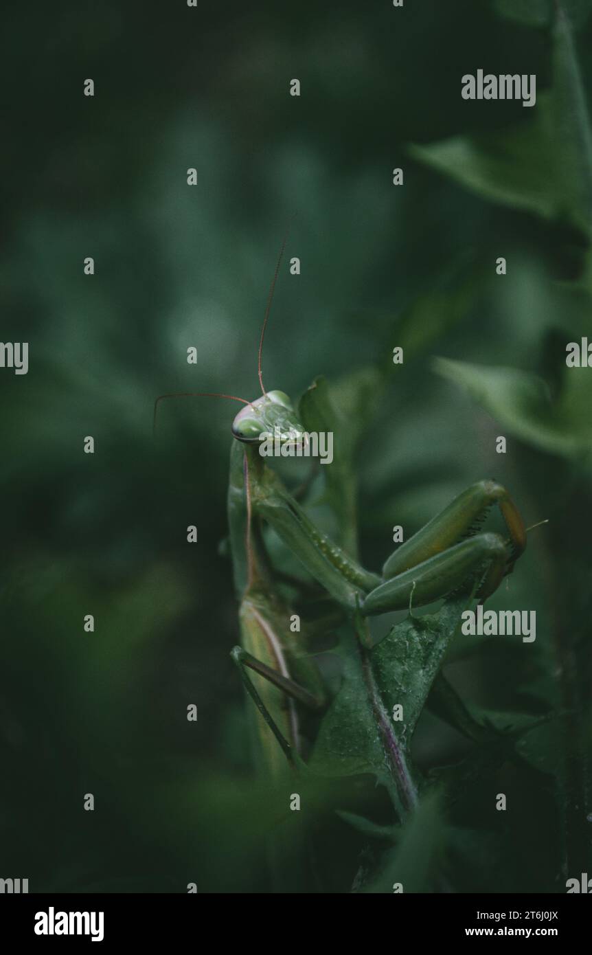 A praying mantis stands atop a pile of foliage, surveying its ...