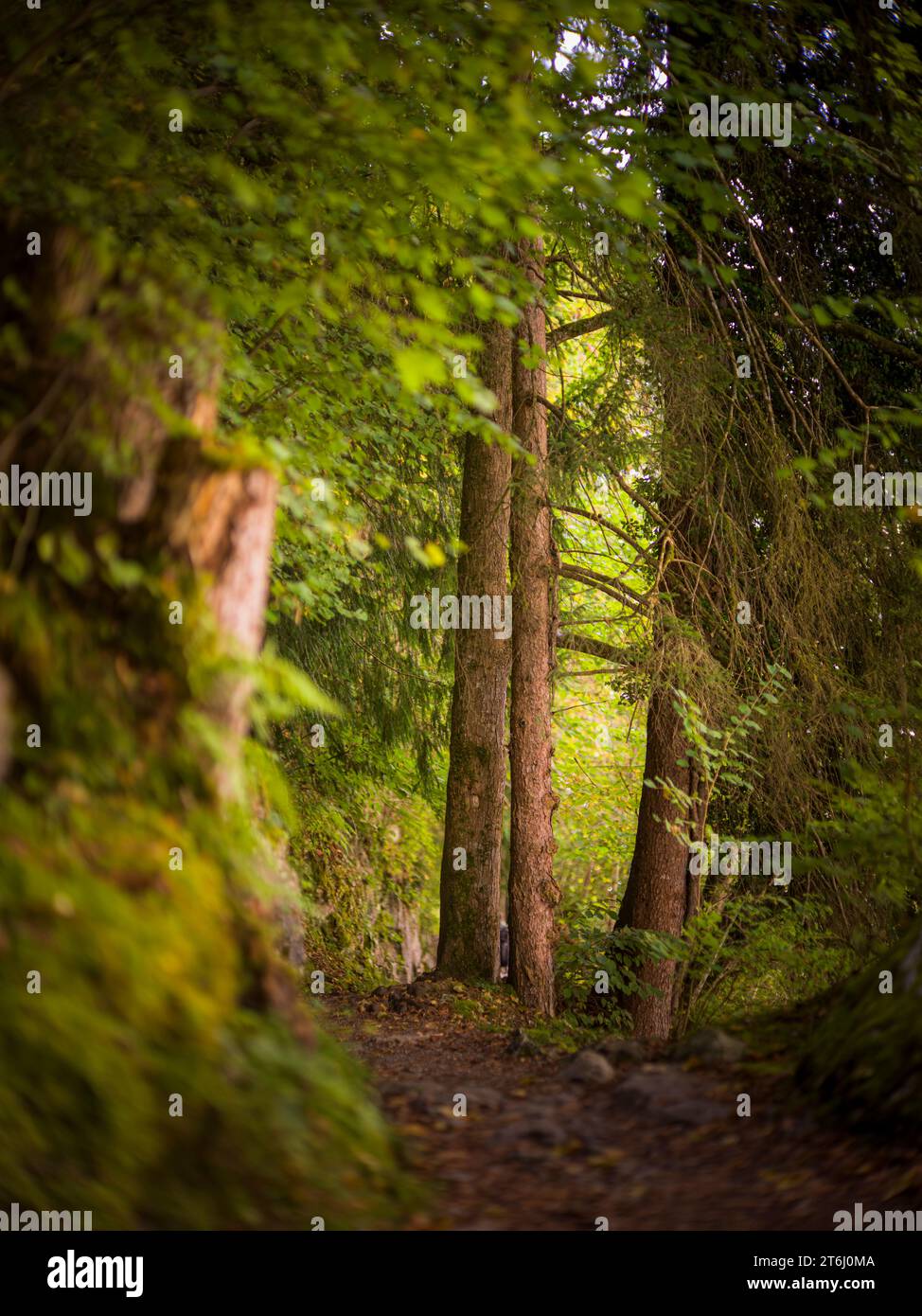Switzerland's most beautiful lakeside path on Lake Brienz in the canton ...