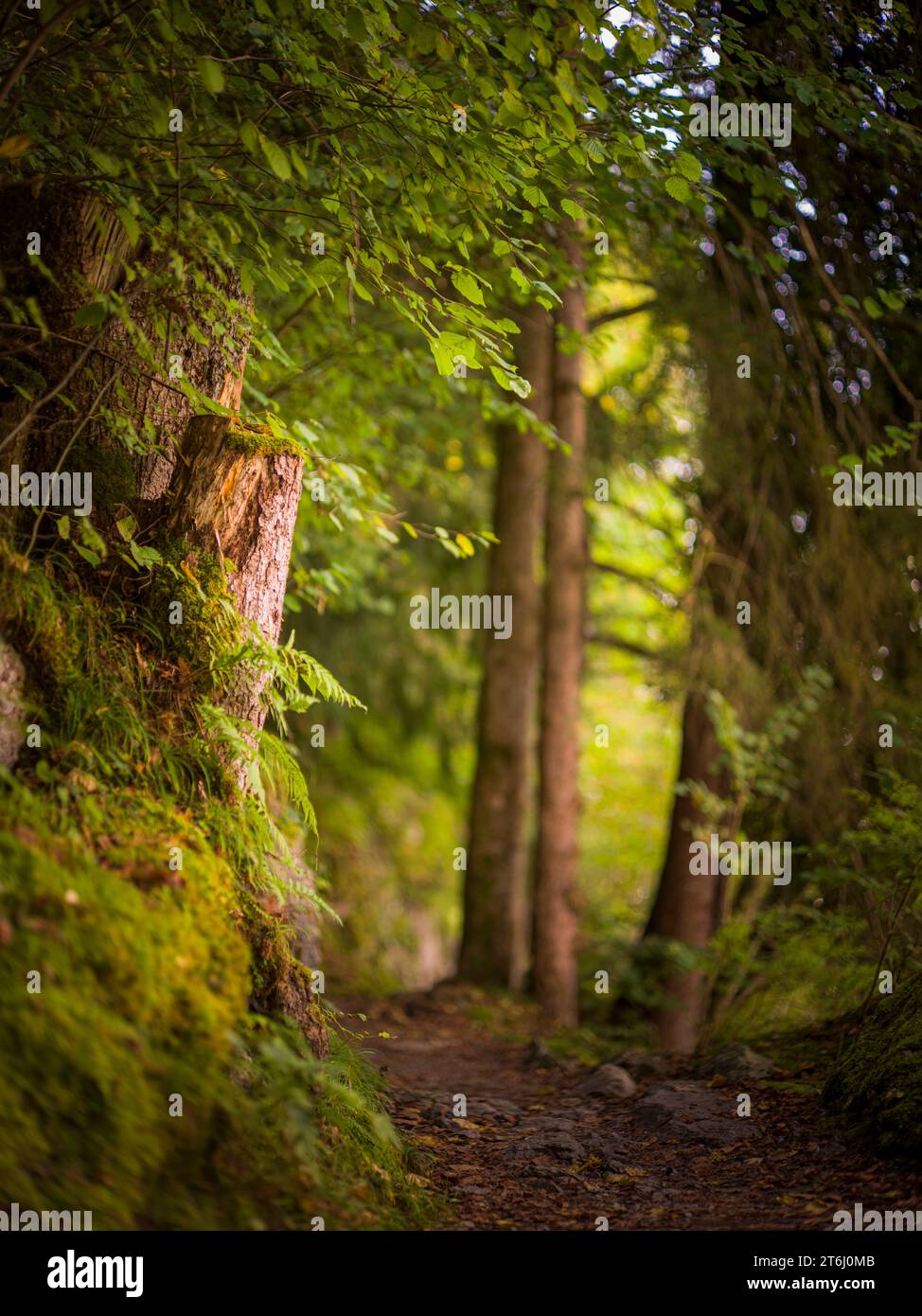 Switzerland's most beautiful lakeside path on Lake Brienz in the canton ...
