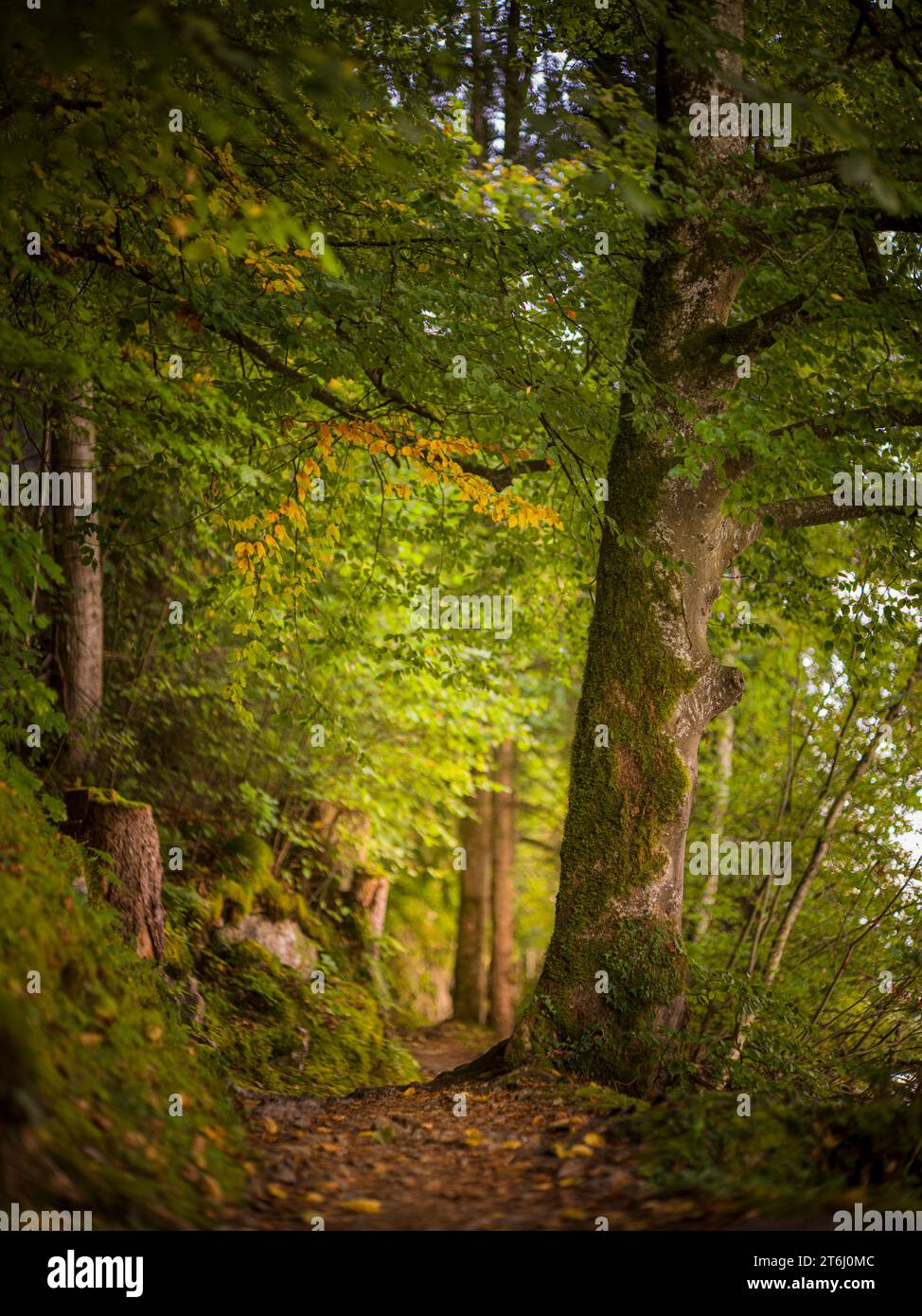 Switzerland's most beautiful lakeside path on Lake Brienz in the canton ...