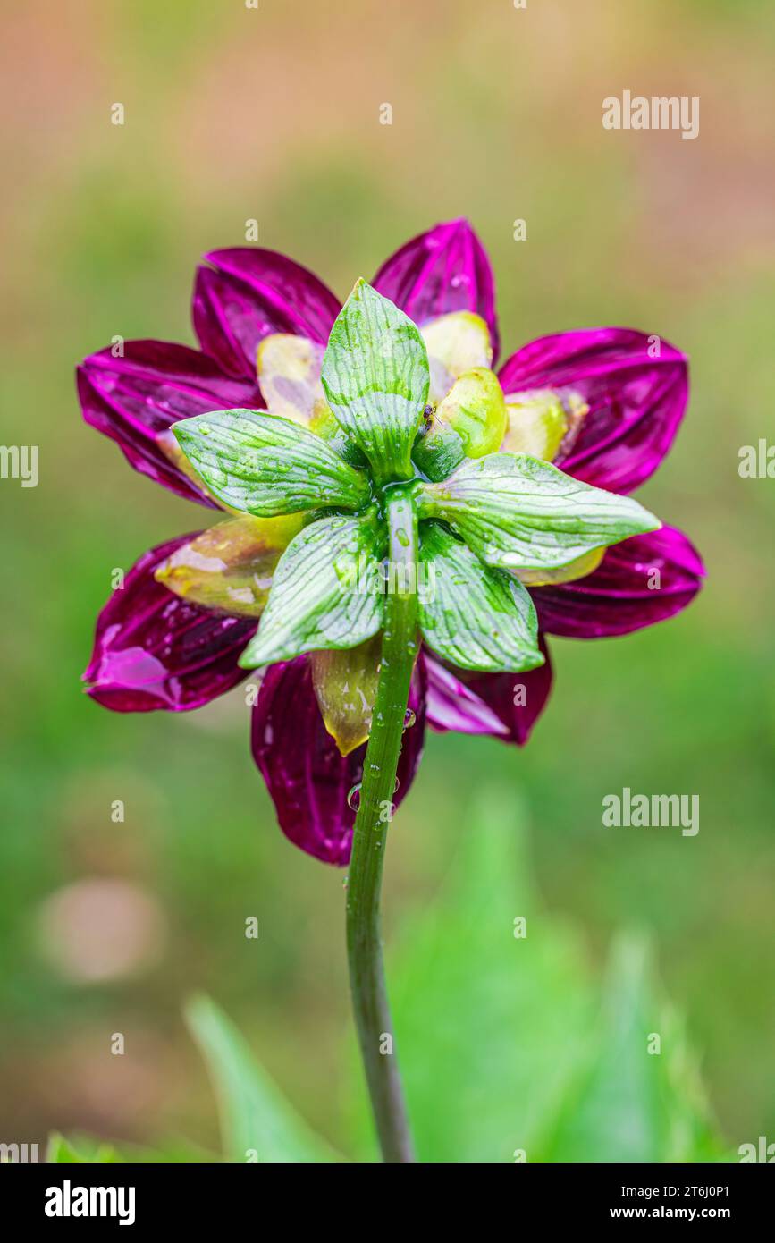 Neck ruffle dahlia with water drop, close up in nature Stock Photo - Alamy