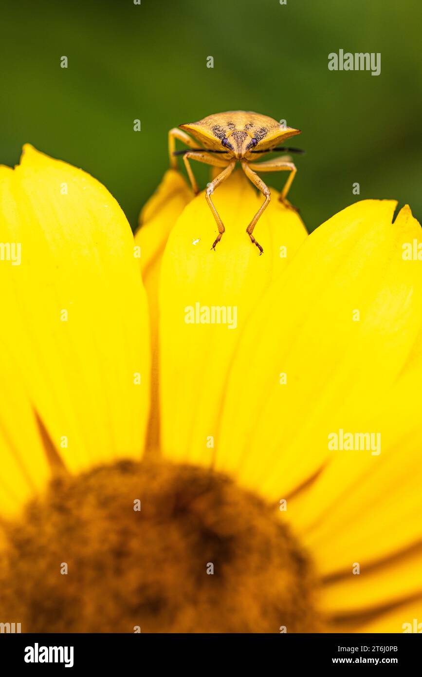 stink bug (Gonocerus akuteangulatus) on a flower in the garden Stock ...