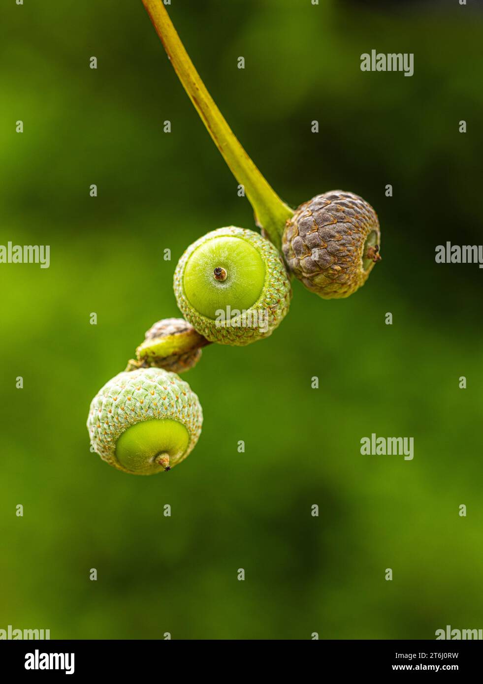 Fruit of the oak hi-res stock photography and images - Alamy
