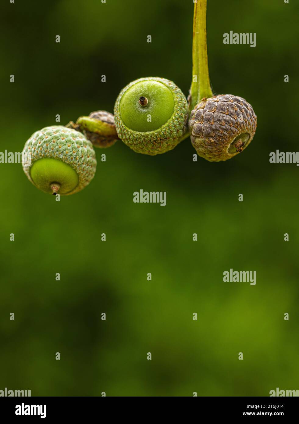 Acorns, fruit of the oak Stock Photo - Alamy